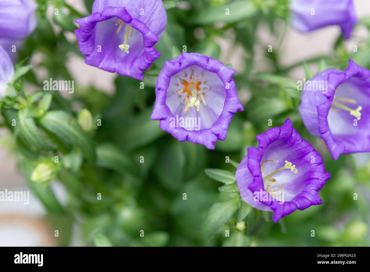 Canterbury Bells Flower, Campanula Medium Stock Photo - Alamy