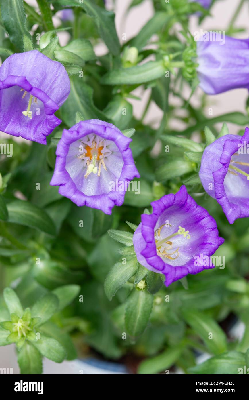 Canterbury Bells Flower, Campanula Medium Stock Photo - Alamy