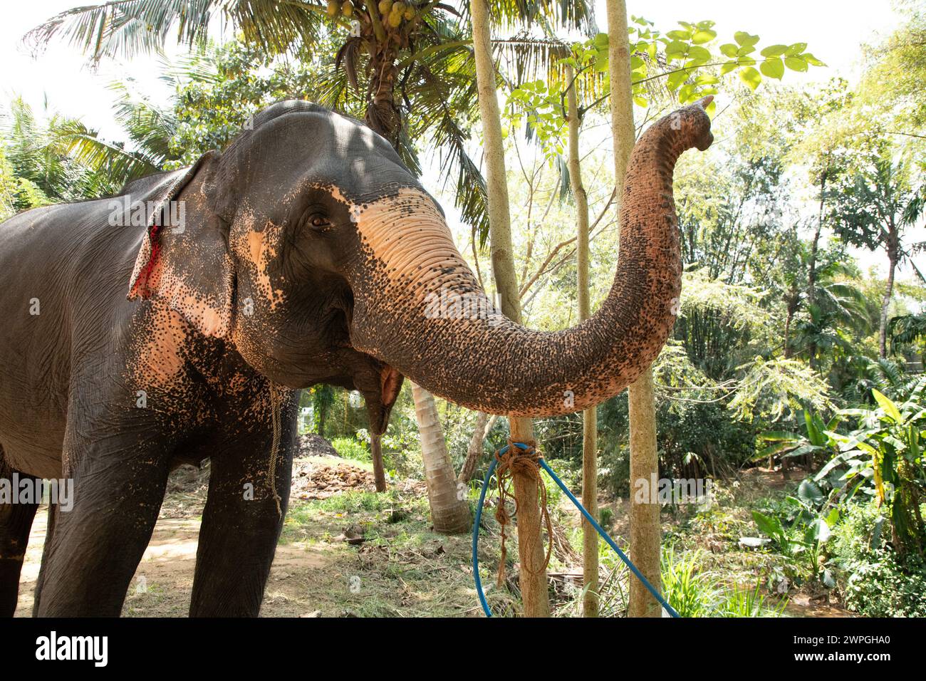large Asian elephant with specific skin color, small gray dots on pink ...