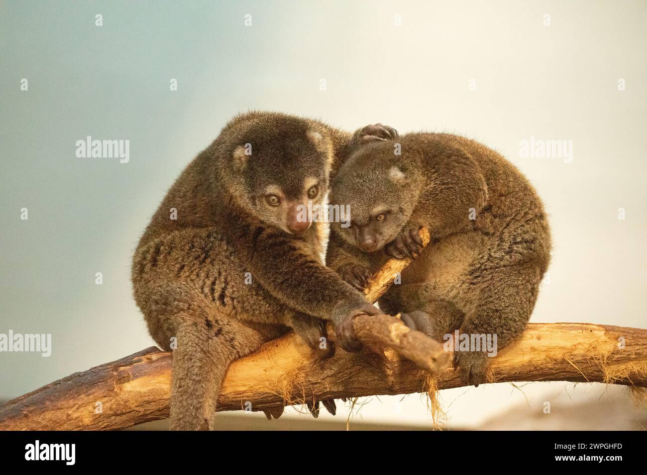 cute wild bear cuscus aulirops ursinus arboreal against blure ...