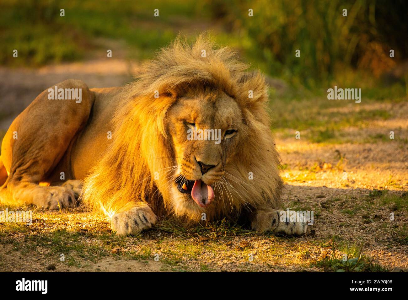 Pair adult Lions in zoological garden. lion and lioness in bright ...