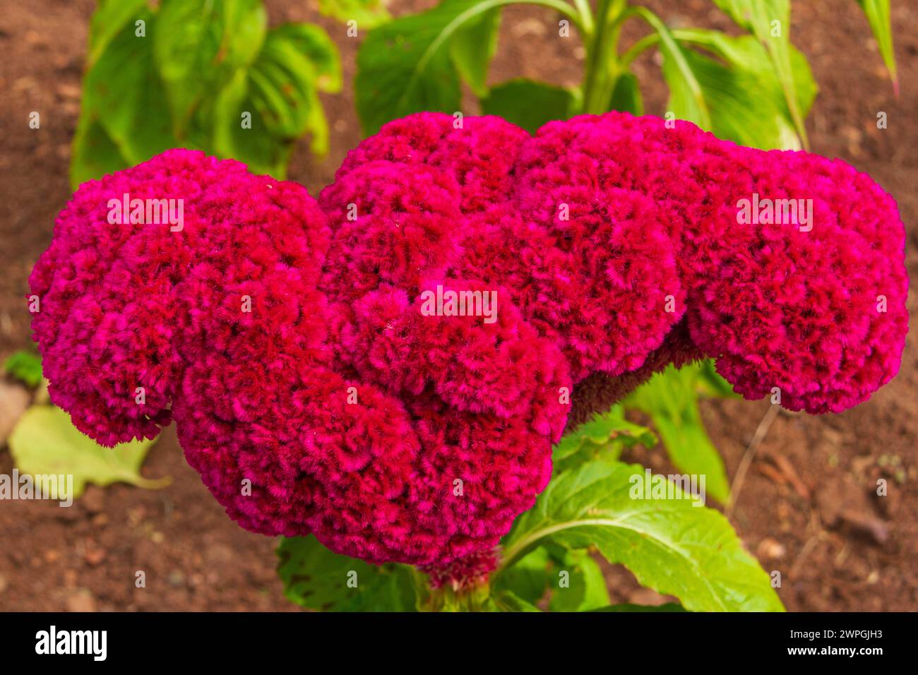Celosia cristata cockscomb hi-res stock photography and images - Alamy