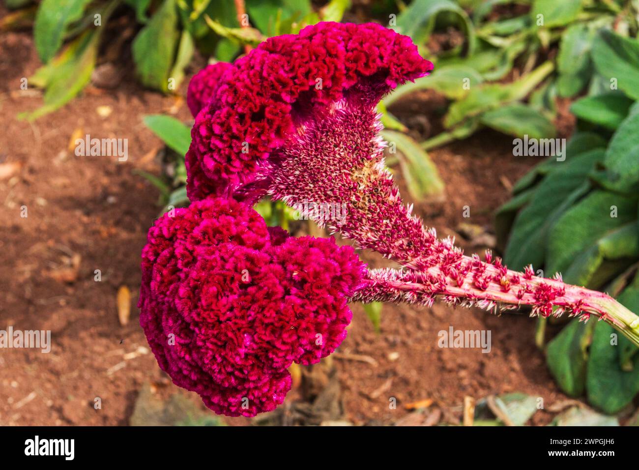 Celosia cristata cockscomb hi-res stock photography and images - Alamy