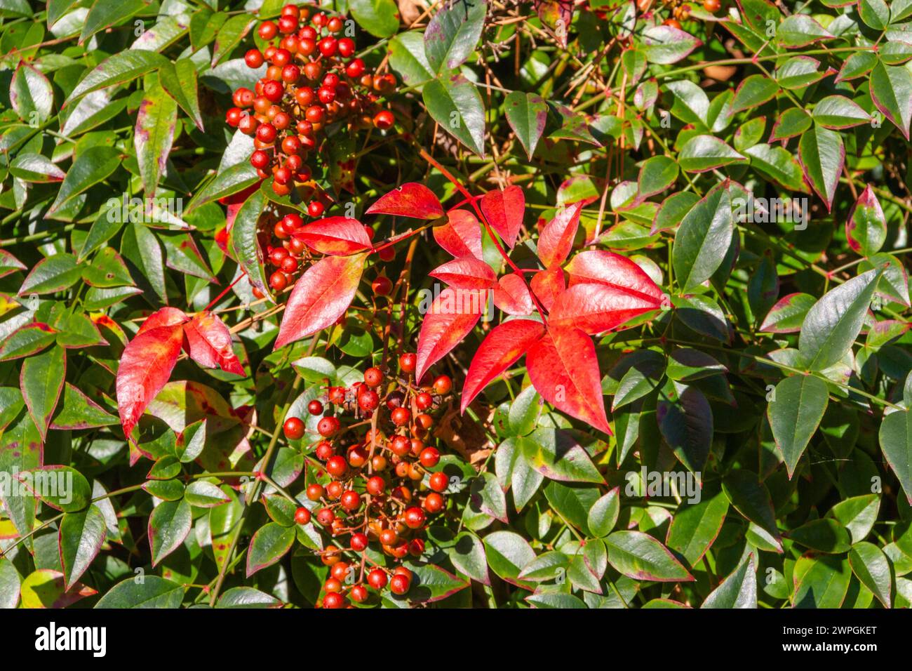 Dwarf Nandina Harbor Dwarf At Norfolk Botanical Gardens In Norkfolk