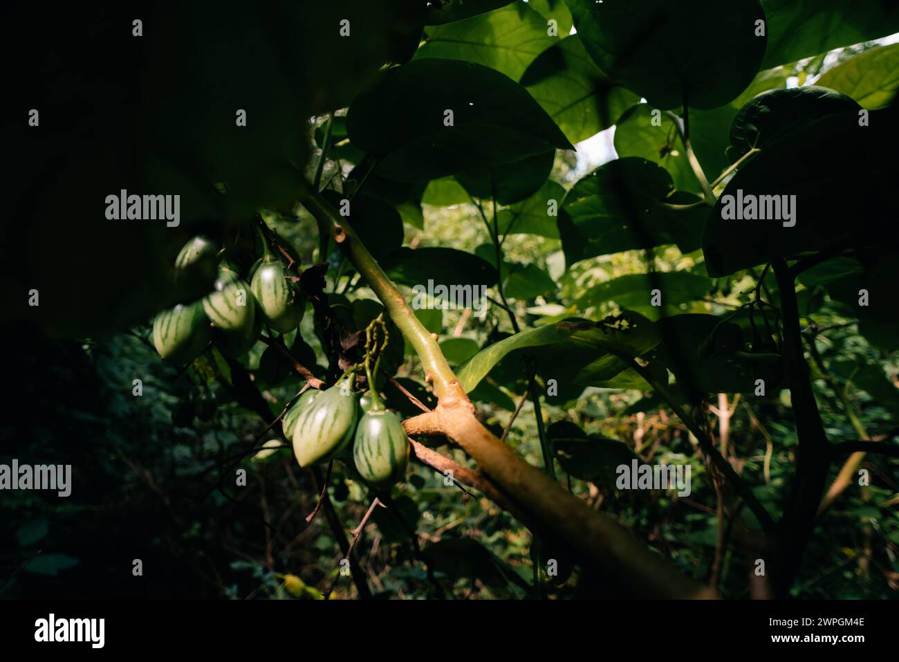 40 calories per fruit hi-res stock photography and images - Alamy