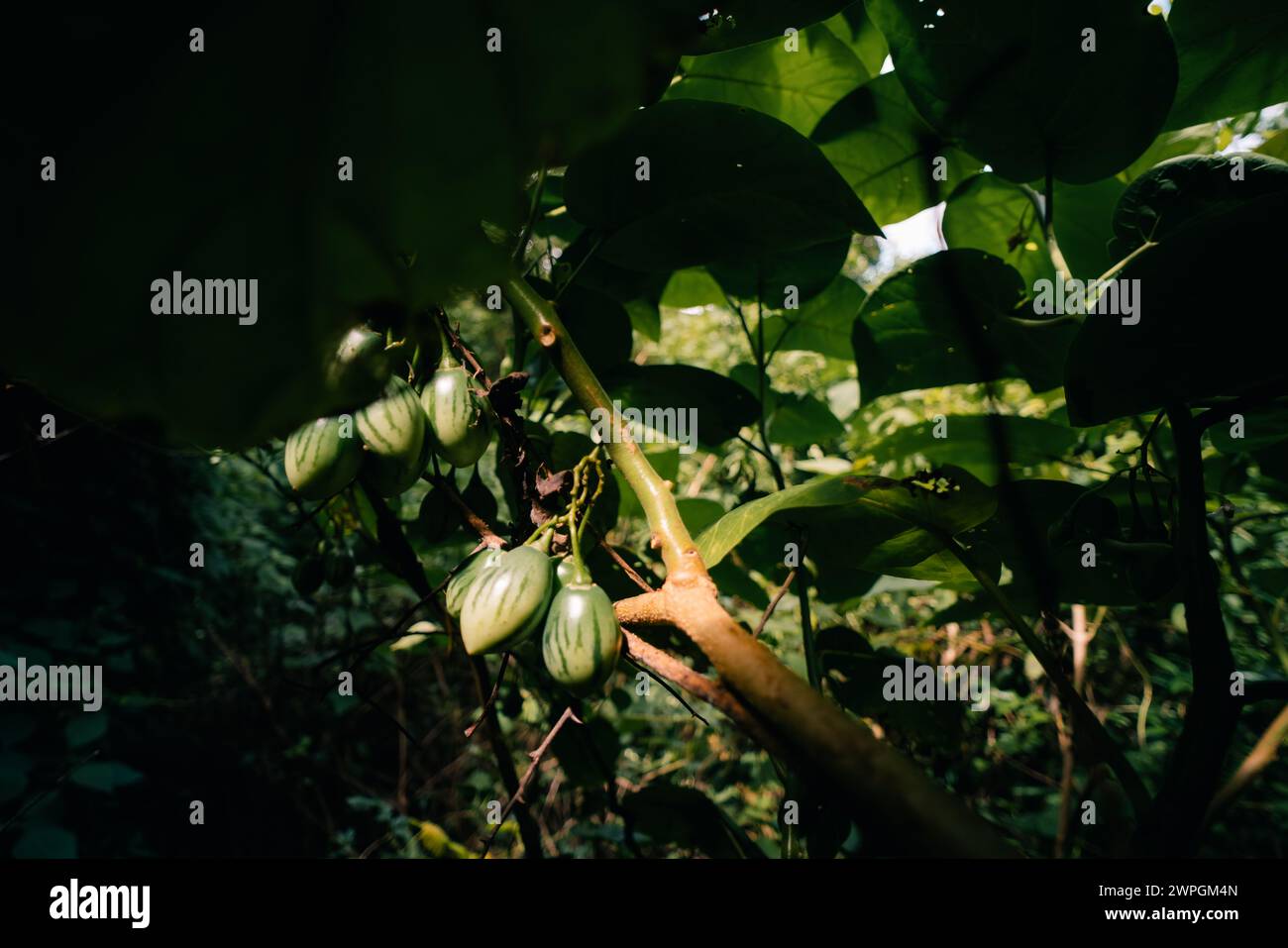40 calories per fruit hi-res stock photography and images - Alamy