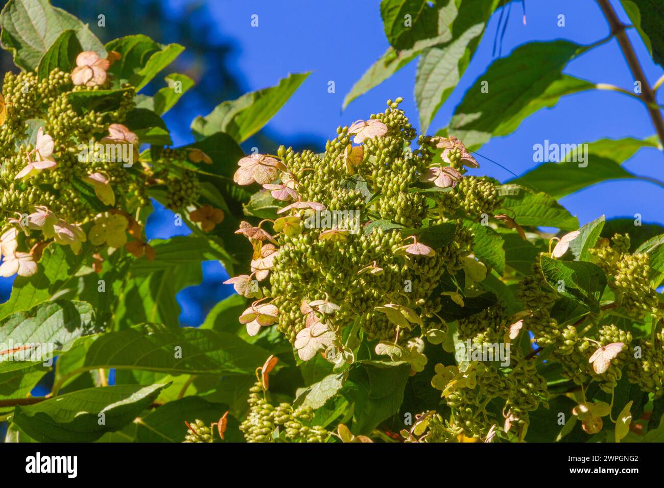 Hydrangea paniculata GREENSPIRE at Norfolk Botanical Gardens in ...