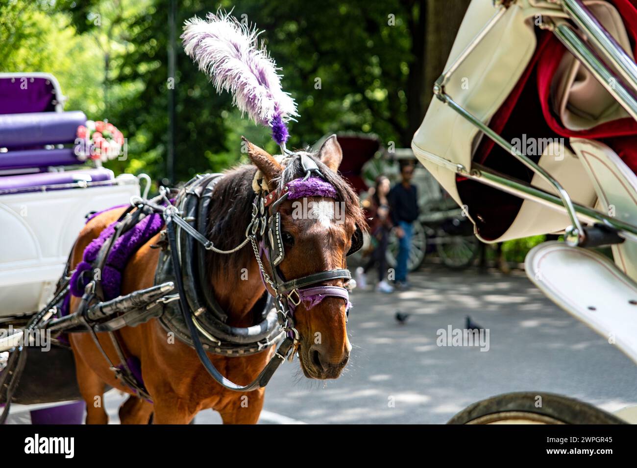 New York, USA; June 4, 2023: Rickshaw or horse-drawn carriage ride in ...
