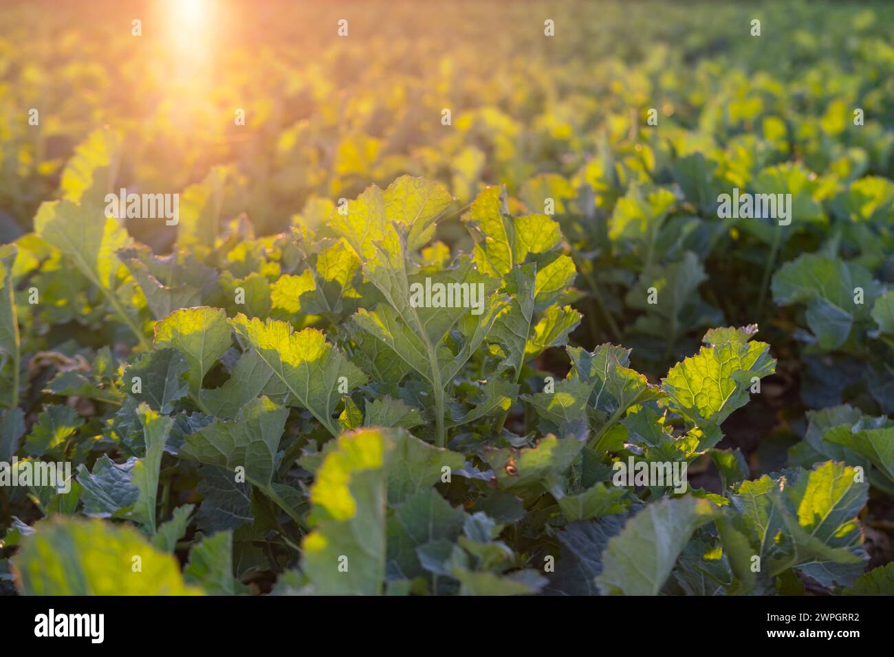 beautiful spring landscape, young rapeseed plants in sun, green fields ...