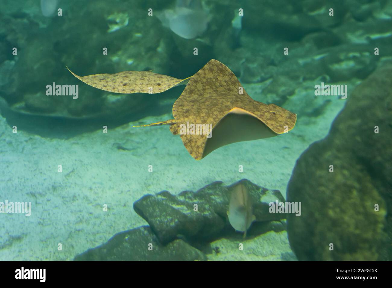 Spiny Butterfly Ray (Gymnura altavela Stock Photo - Alamy