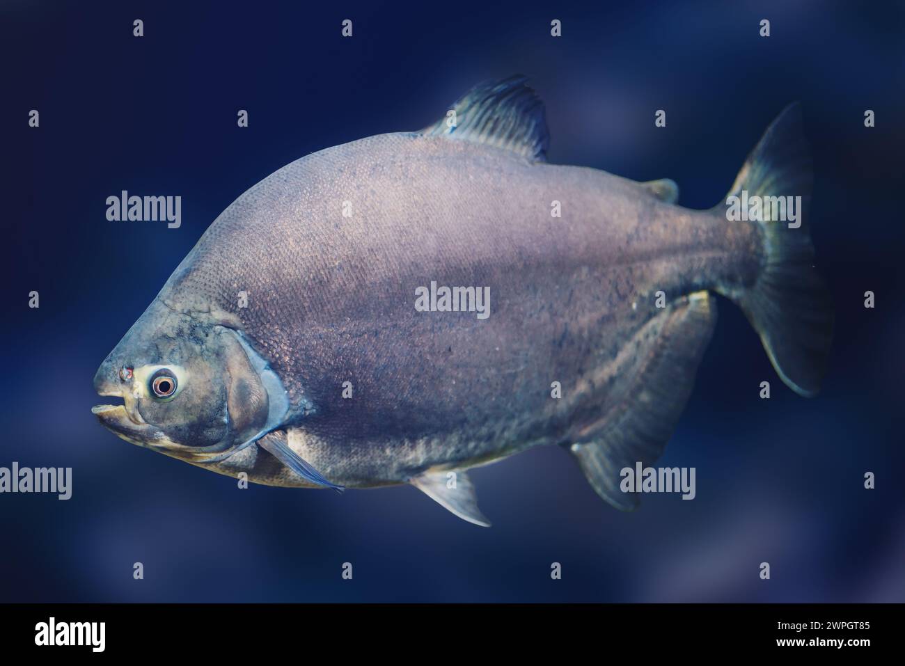 Tambaqui (Colossoma macropomum) - Freshwater fish Stock Photo - Alamy