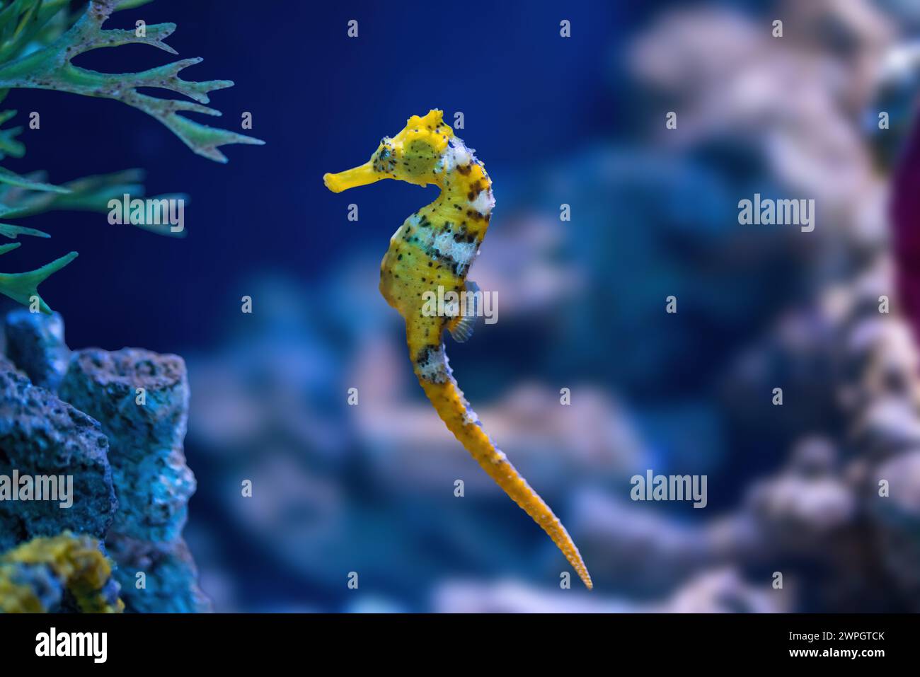 Seahorse species hi-res stock photography and images - Alamy