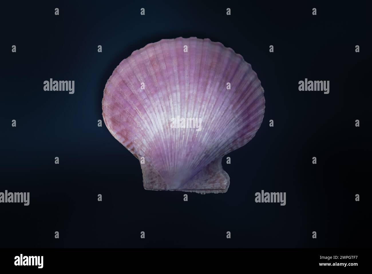 Purple Scallop Shell (Mimachlamys crassicostata) - Seashell Stock Photo ...