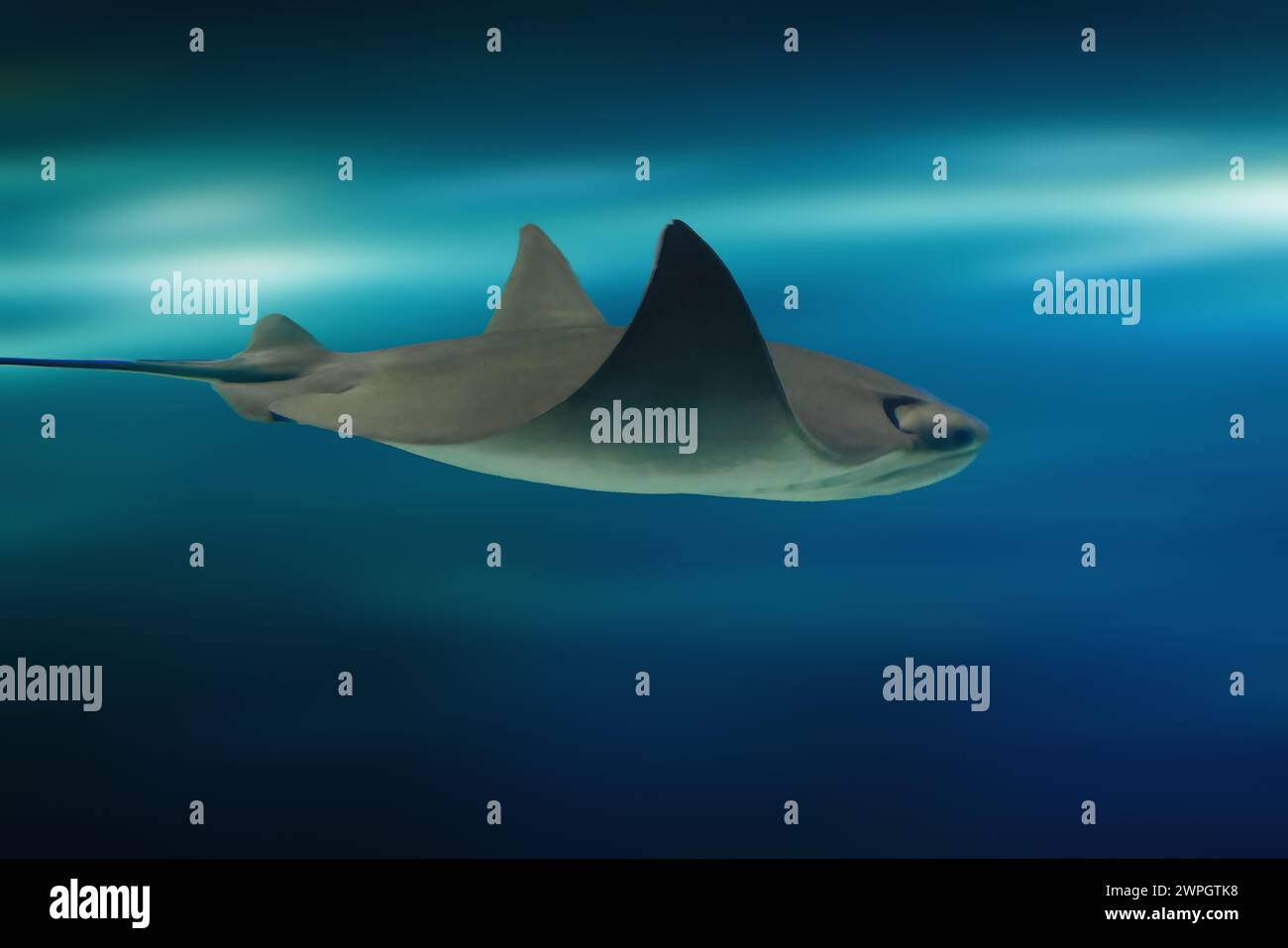 Common Eagle Ray (Myliobatis aquila Stock Photo - Alamy