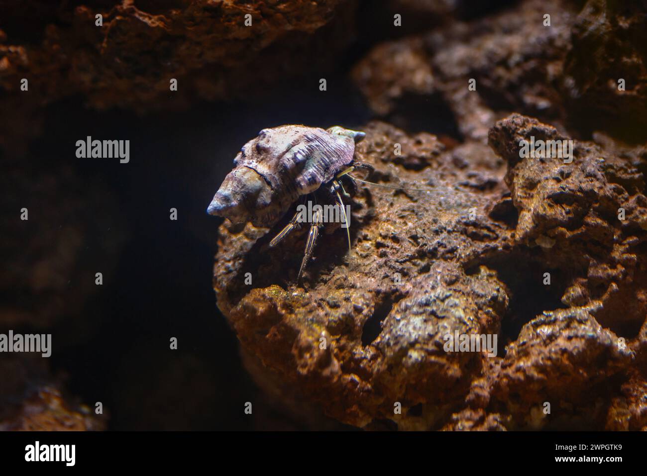 Clibanarius vittatus hi-res stock photography and images - Alamy