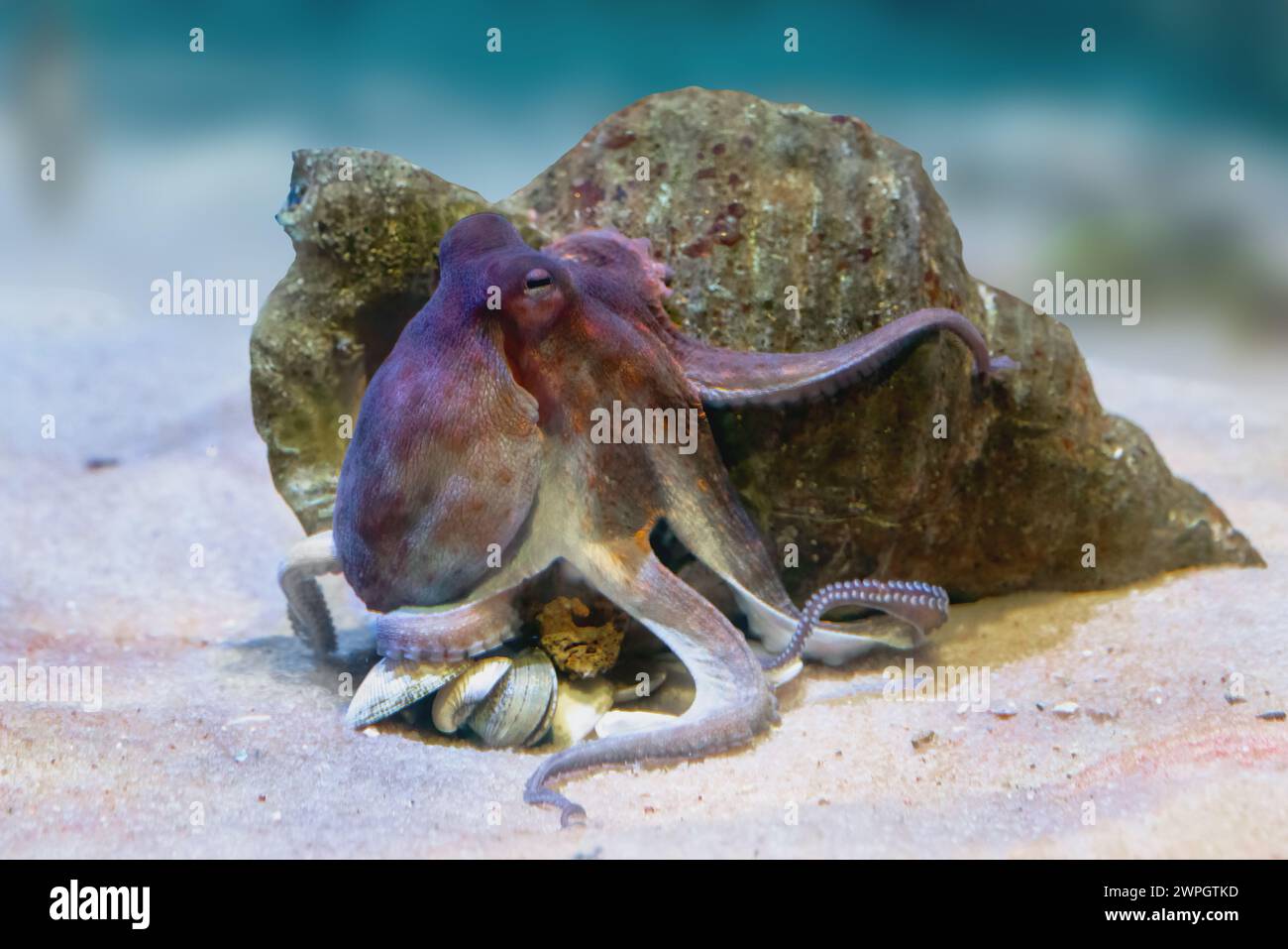 Common Octopus underwater (Octopus vulgaris Stock Photo - Alamy