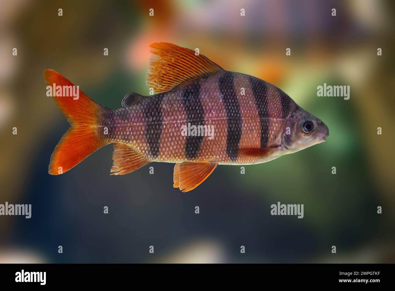 Sixbar distichodus hi-res stock photography and images - Alamy