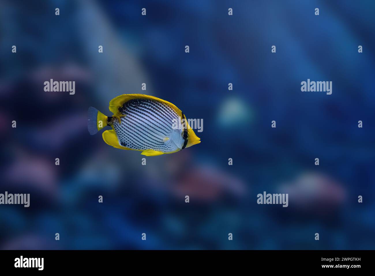 Blackback Butterflyfish (Chaetodon melannotus) - Marine fish Stock ...