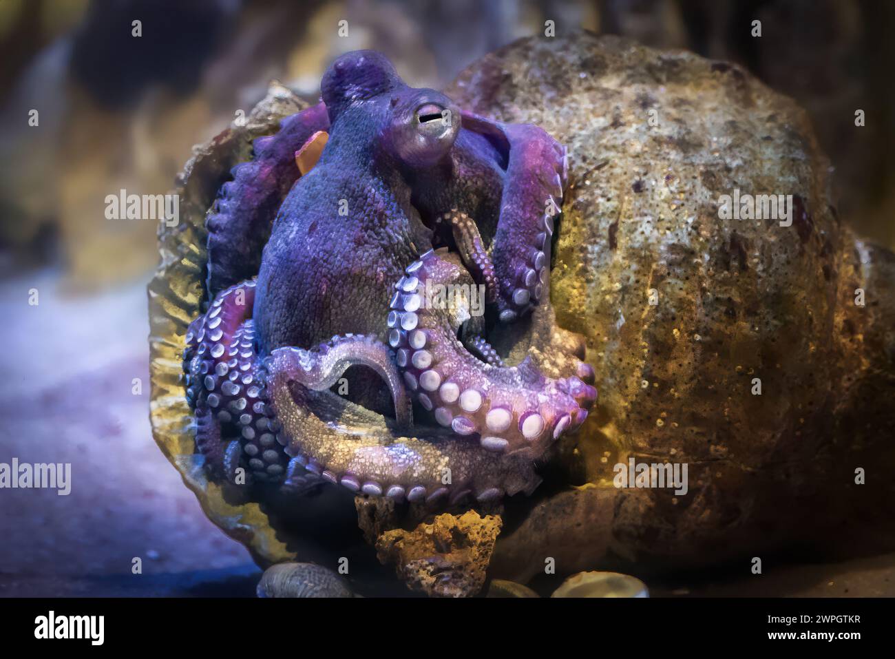 Species octopus vulgaris hi-res stock photography and images - Alamy