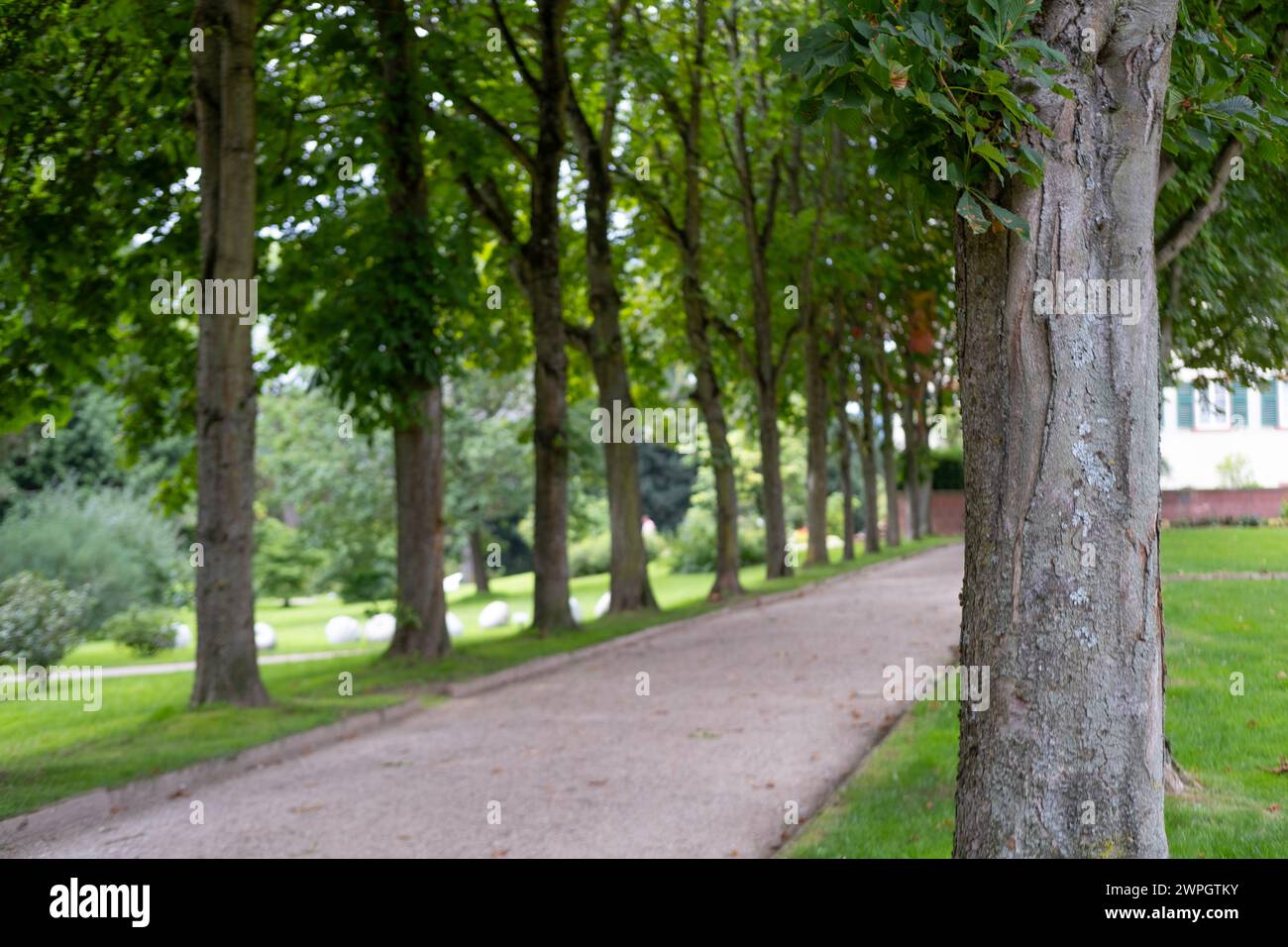 blurred background of beautiful long alley in cultivated epoch-spanning ...
