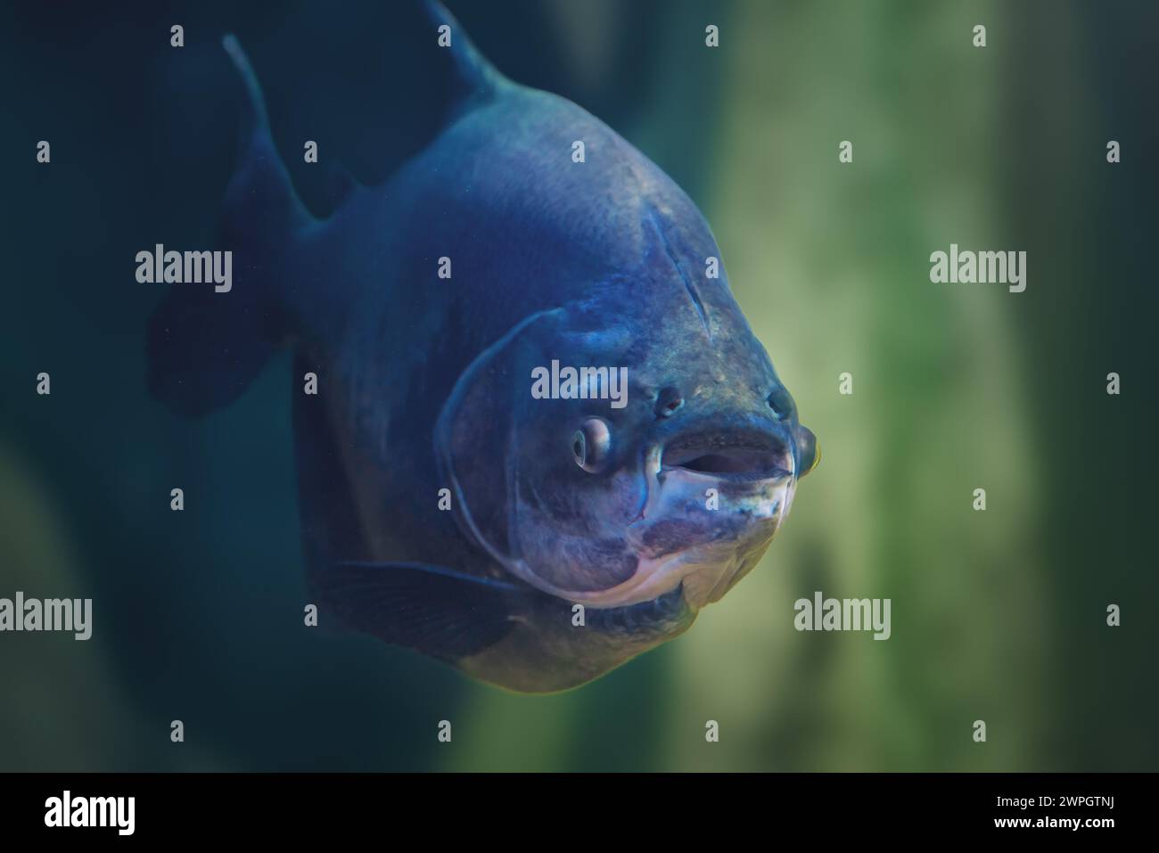 Tambaqui (Colossoma macropomum) - Freshwater fish Stock Photo - Alamy