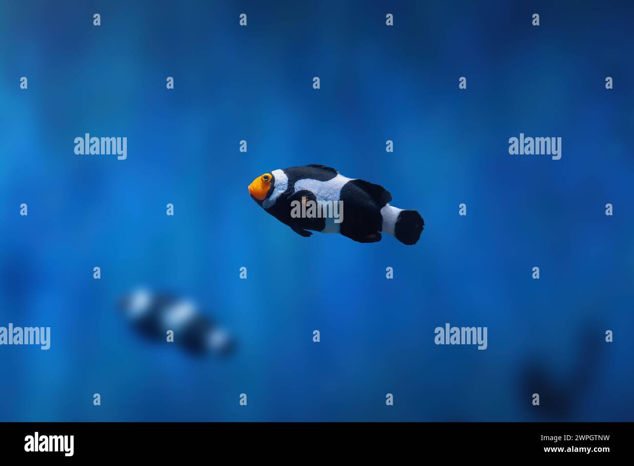 Black Onyx Clownfish (Amphiprion percula) - Aquarium fish Stock Photo ...