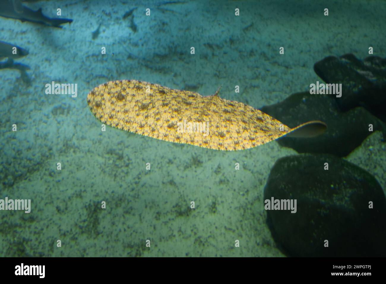 Spiny Butterfly Ray (Gymnura altavela Stock Photo - Alamy