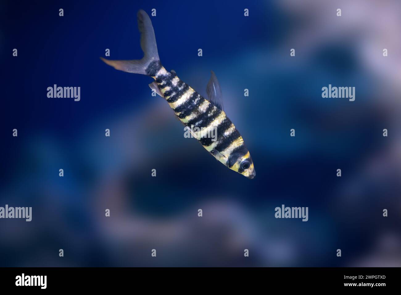 Banded Leporinus (Leporinus fasciatus) - Freshwater fish Stock Photo ...