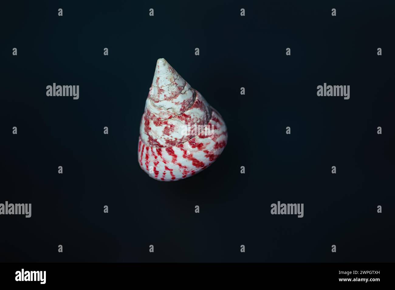 Cone Top shell (Tectus conus) - Seashell Stock Photo - Alamy