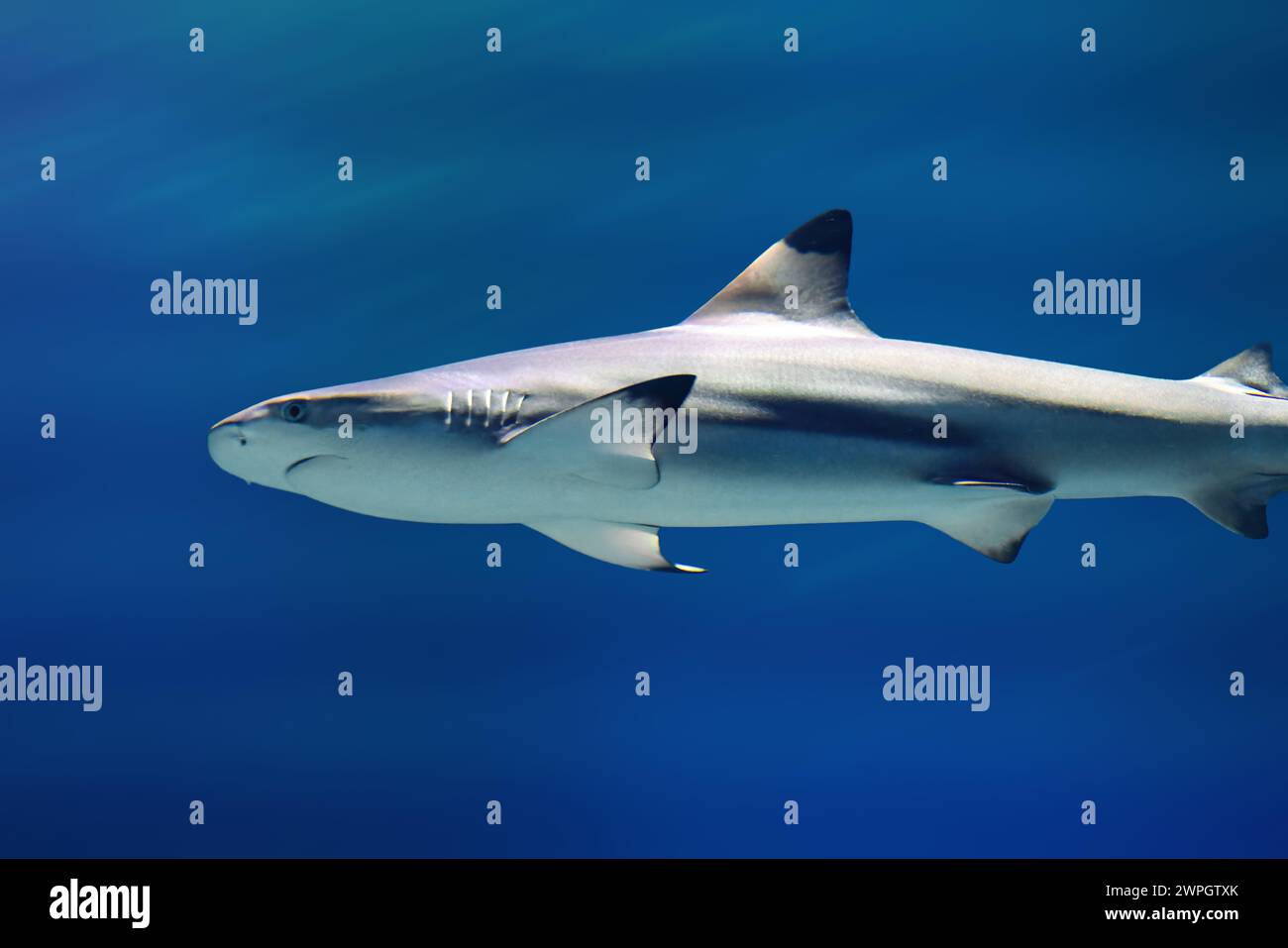 Blacktip Shark (Carcharhinus limbatus) underwater Stock Photo - Alamy