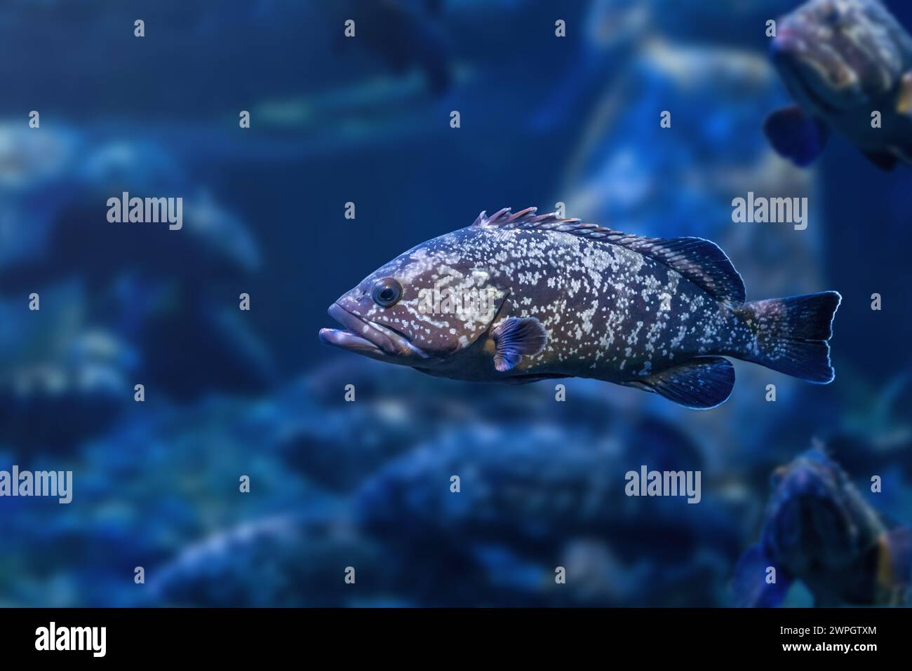 Dusky Grouper (Epinephelus marginatus) - Marine fish Stock Photo - Alamy