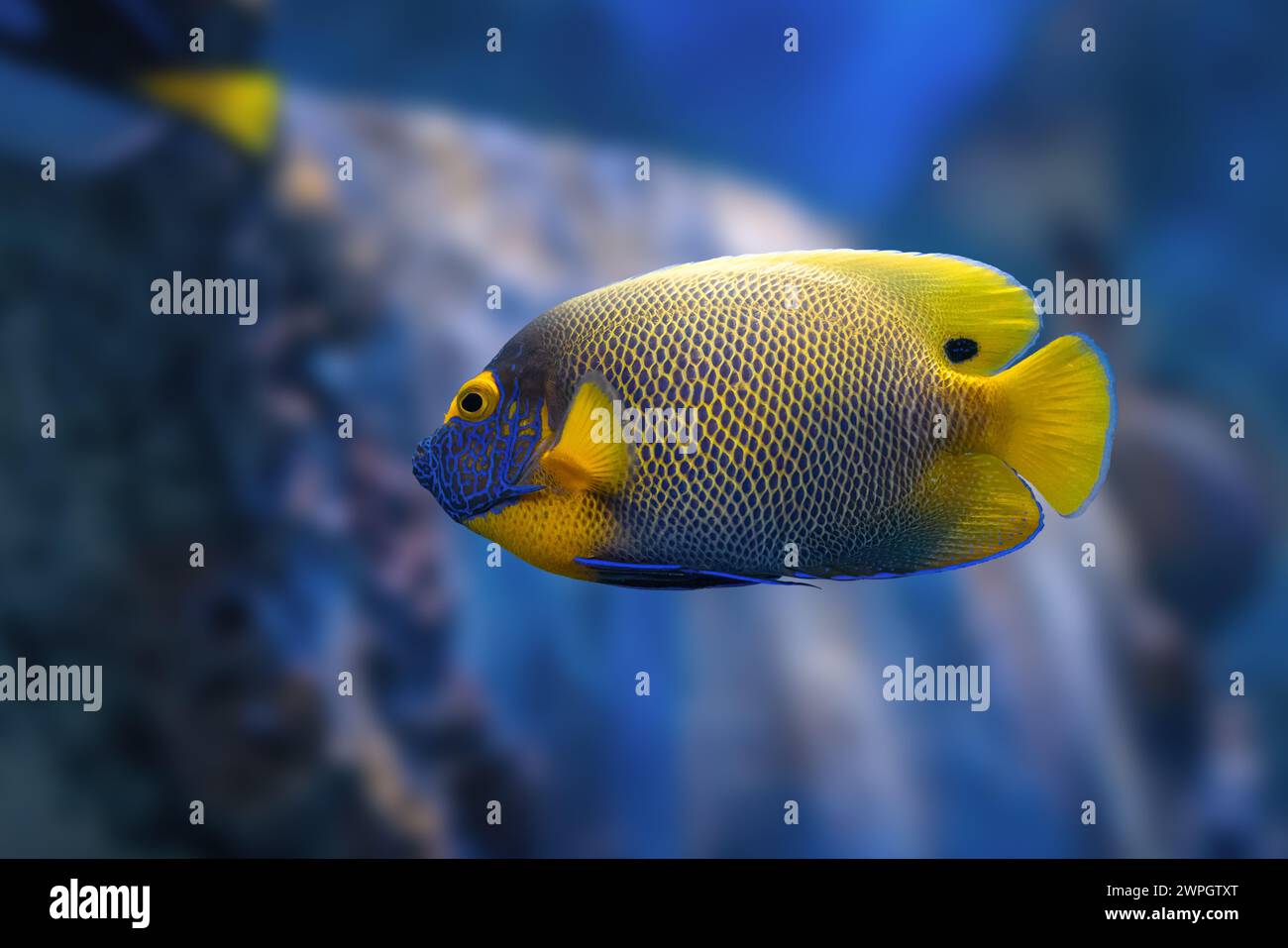 Blueface Angelfish (Pomacanthus xanthometopon) - Marine fish Stock ...
