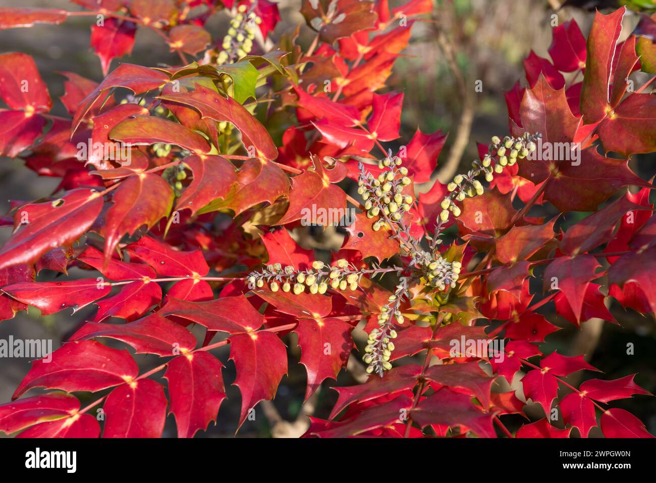 Close up of mahonia flowers emerging into bloom Stock Photo - Alamy