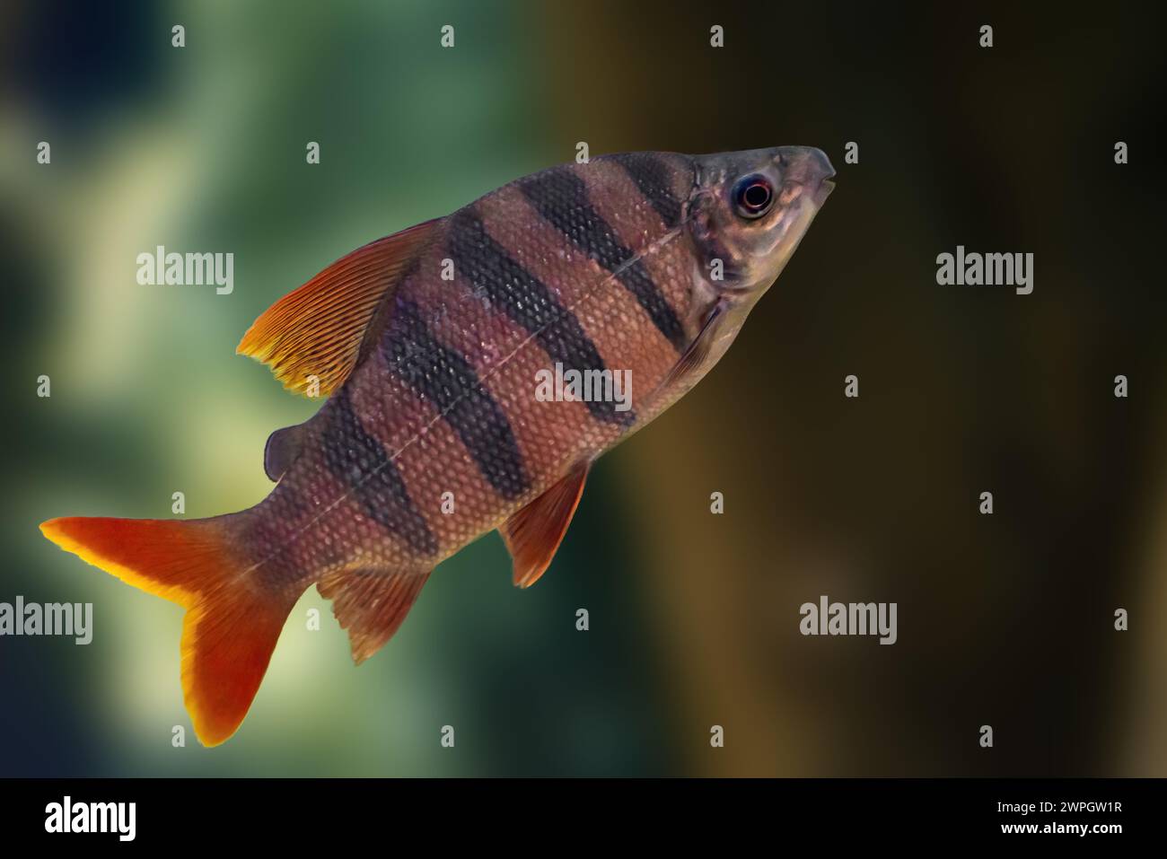 Sixbar distichodus hi-res stock photography and images - Alamy