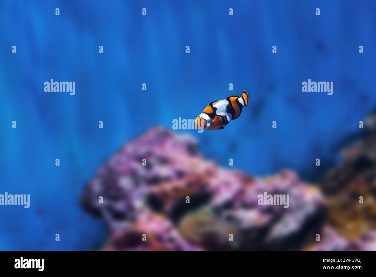 Orange Clownfish (Amphiprion percula) - Marine fish Stock Photo - Alamy