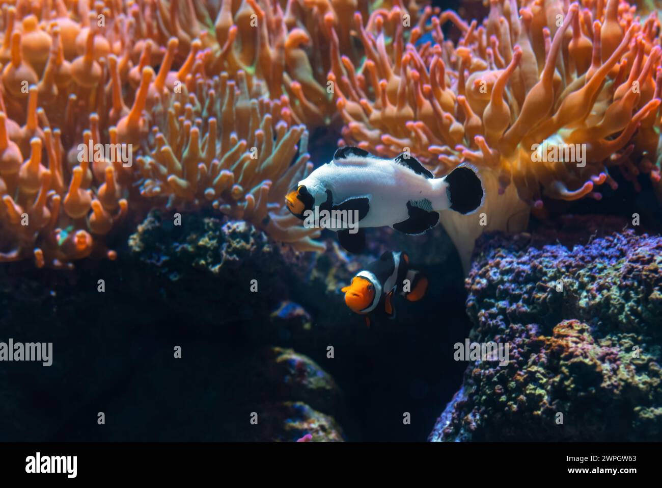 Frostbite Ocellaris Clownfish (Amphiprion ocellaris) - Aquarium fish ...