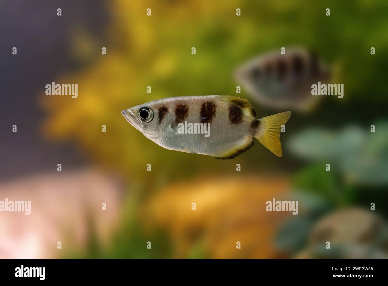 Banded Archerfish (Toxotes jaculatrix) - Marine fish Stock Photo - Alamy