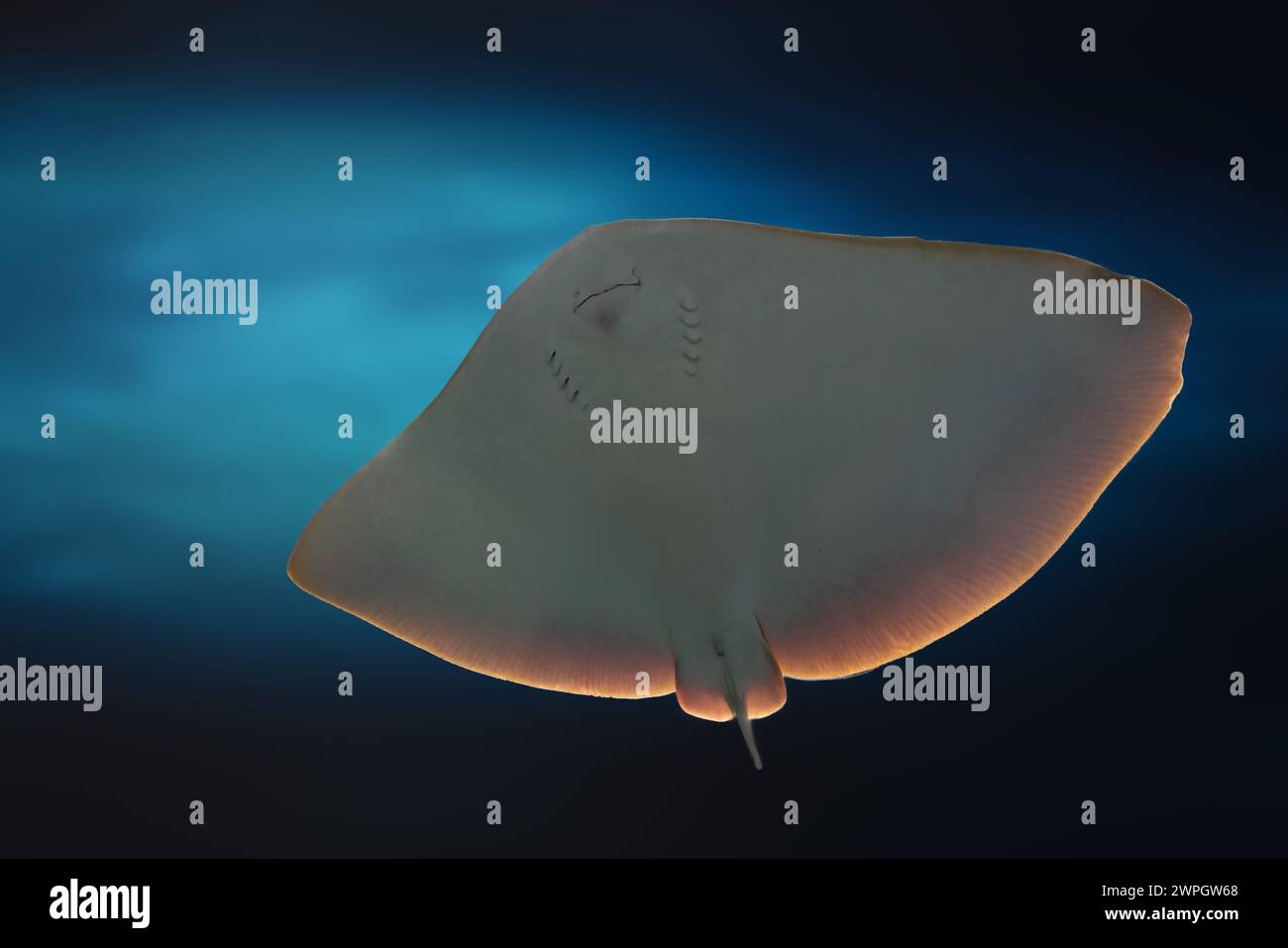Spiny Butterfly Ray (Gymnura altavela Stock Photo - Alamy