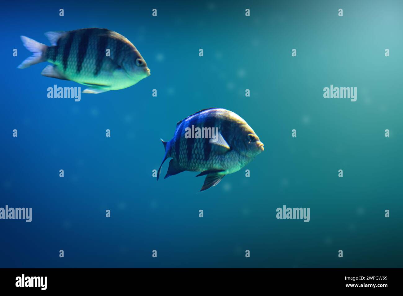 Marine fish portrait hi-res stock photography and images - Alamy