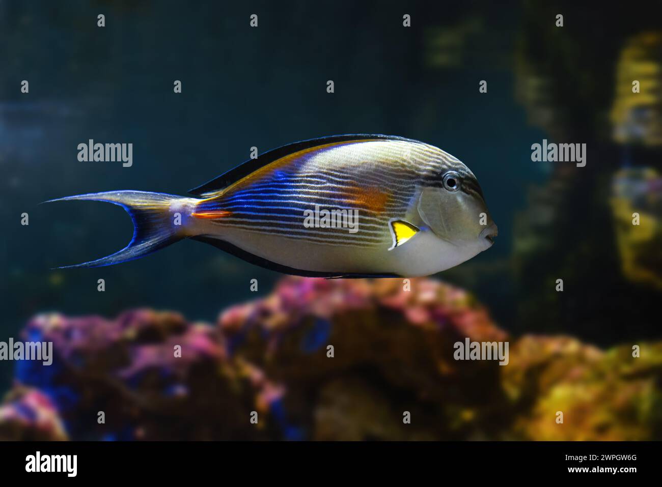 Acanthurus species hi-res stock photography and images - Alamy