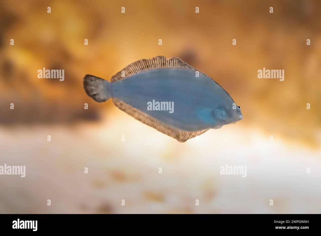 Brazilian Flounder (Paralichthys brasiliensis) - Marine fish Stock ...