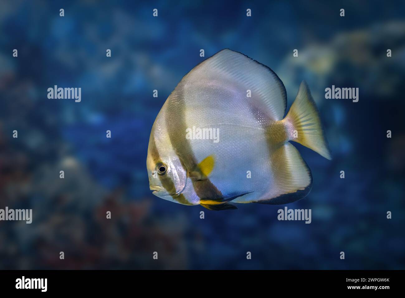 Orbicular Batfish (Platax orbicularis) - Marine fish Stock Photo - Alamy