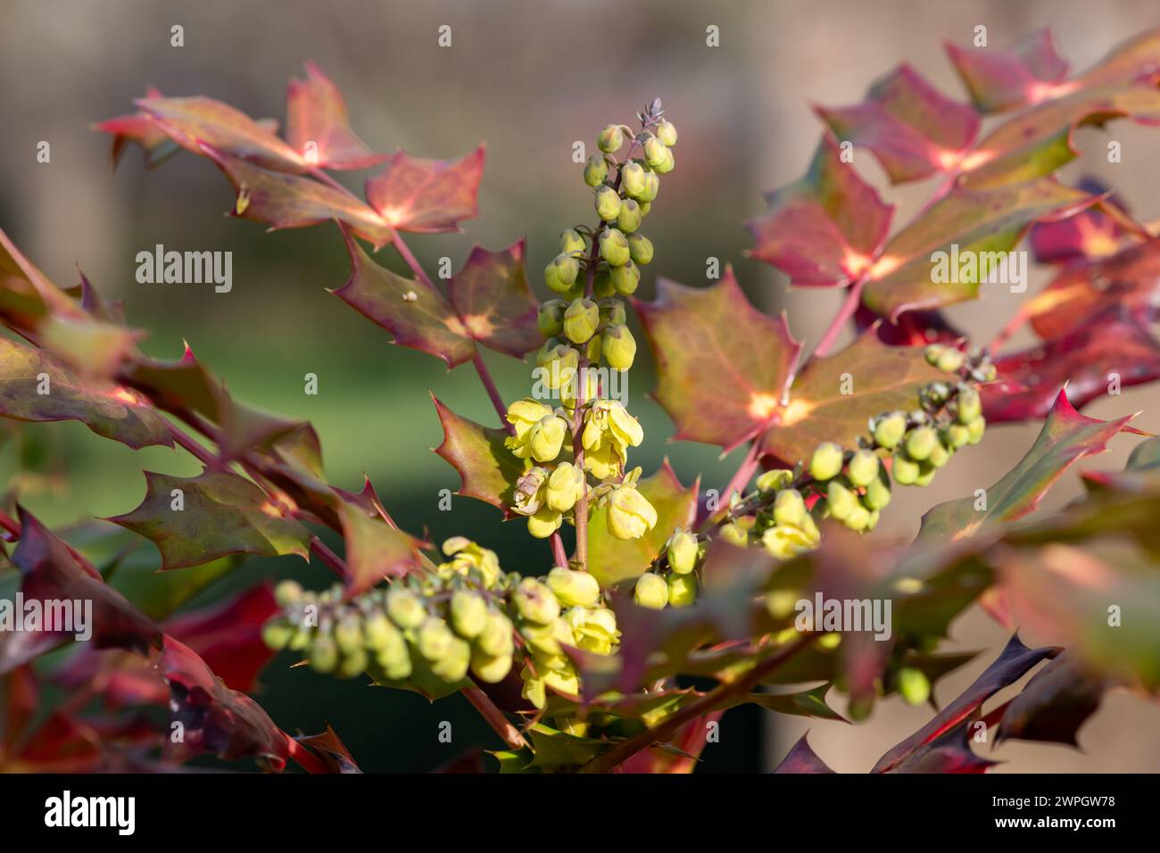 Close up of mahonia flowers emerging into bloom Stock Photo - Alamy