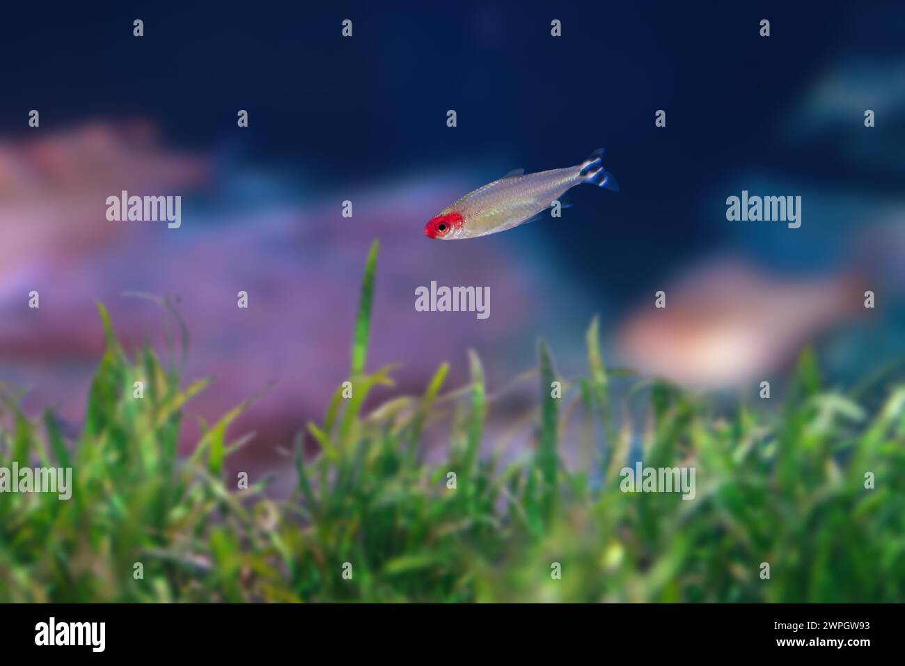 Rummy-nose Tetra (Hemigrammus rhodostomus) - Freshwater fish Stock ...