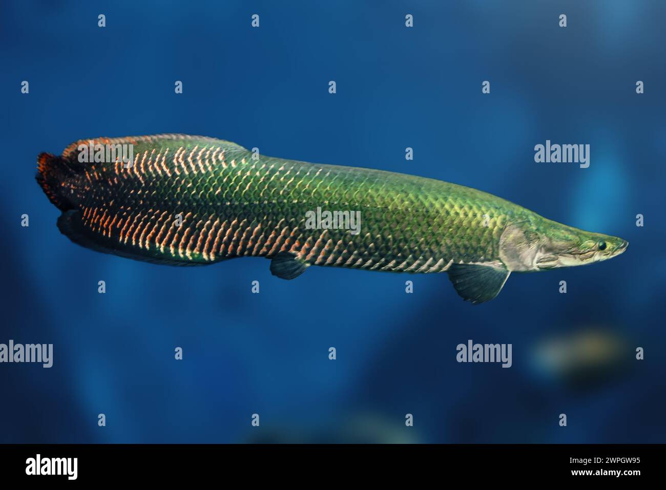 Pirarucu (Arapaima gigas) - Amazon River Basin fish Stock Photo - Alamy