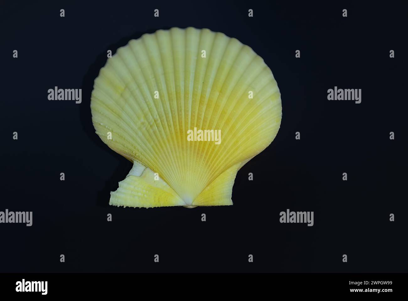 Yellow Scallop Shell (Mimachlamys crassicostata) - Seashell Stock Photo ...