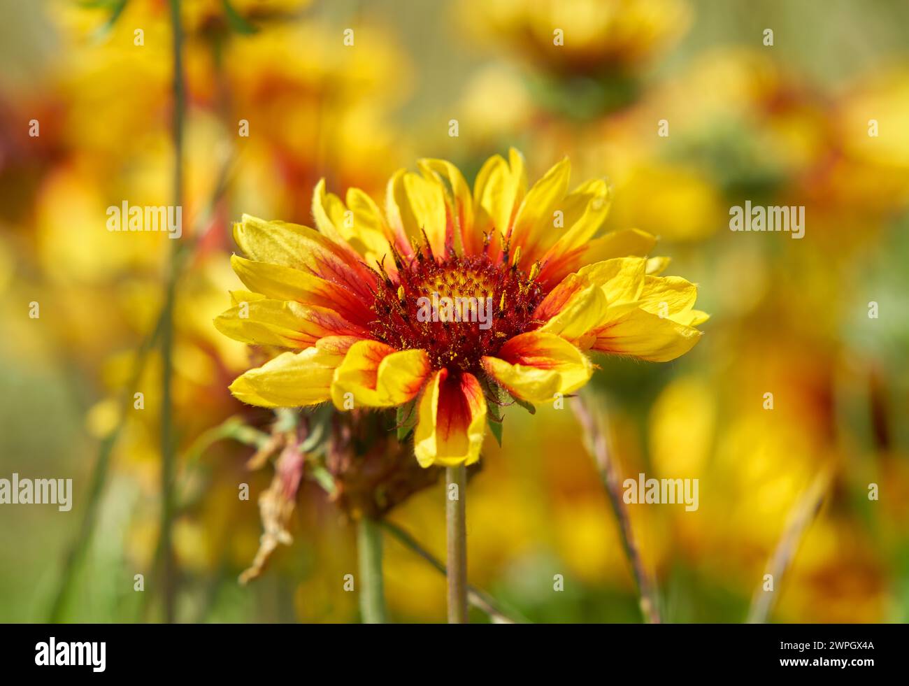 Wildflower Morning Close-up. Low angle shot of Sundance flowers in a ...