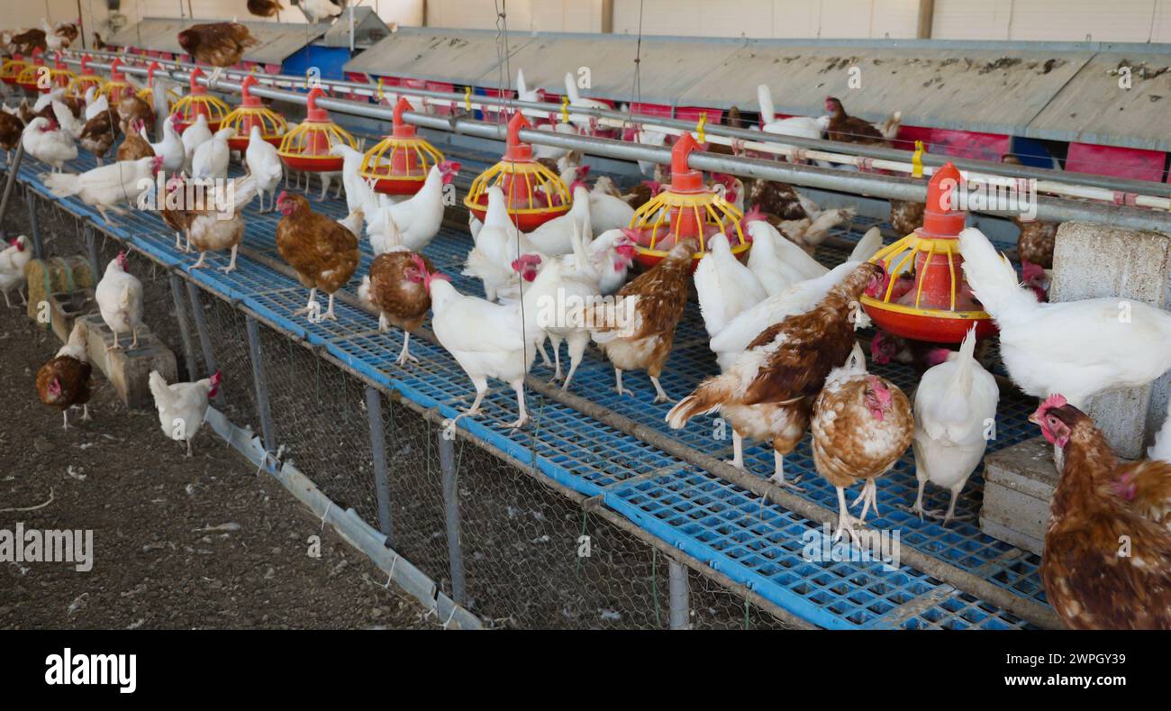 Chicken coop farm. Indoors chicken farm, chicken feeding Stock Photo ...