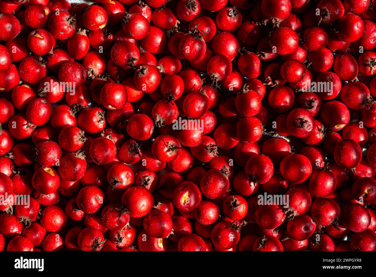 Red hawthorn macro hi-res stock photography and images - Alamy