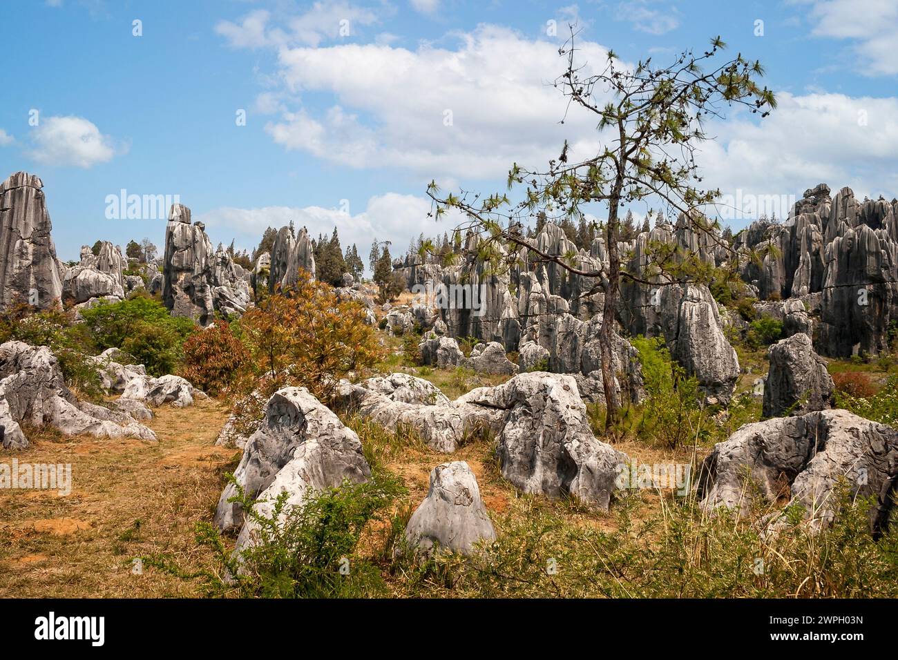 Dramatic Karst limestone geologic formations like stoine teeth in Stone ...